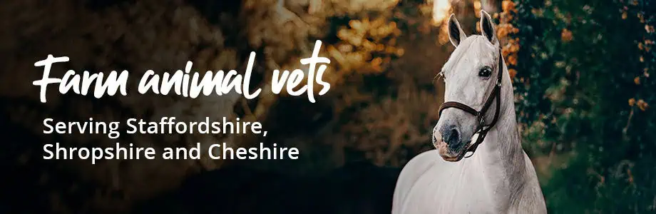 Shires Vets Equine Services