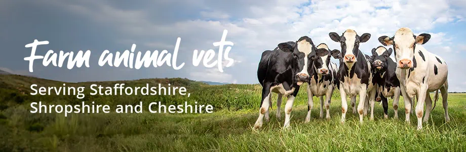 Shires Vets Equine Services